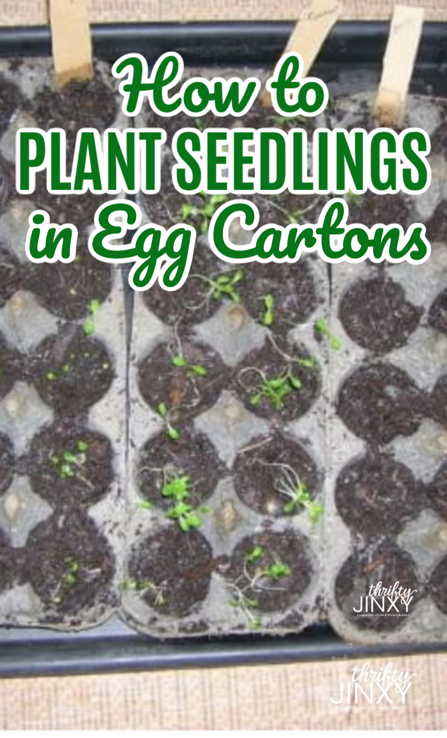Start Your Garden Seedlings With Egg Carton Seeds - Thrifty Jinxy
