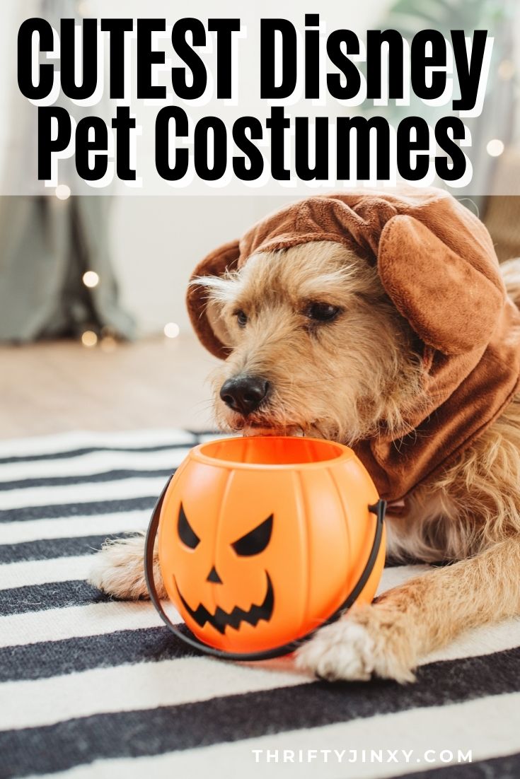 Disney Pet Costumes for Cats and Dogs - Oh, So Cute! - Thrifty Jinxy