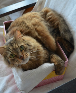 DIY Cozy Kitty Nap Box - Thrifty Jinxy