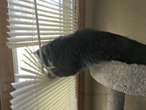 Window Blinds Safety for Cats and Kids - Thrifty Jinxy