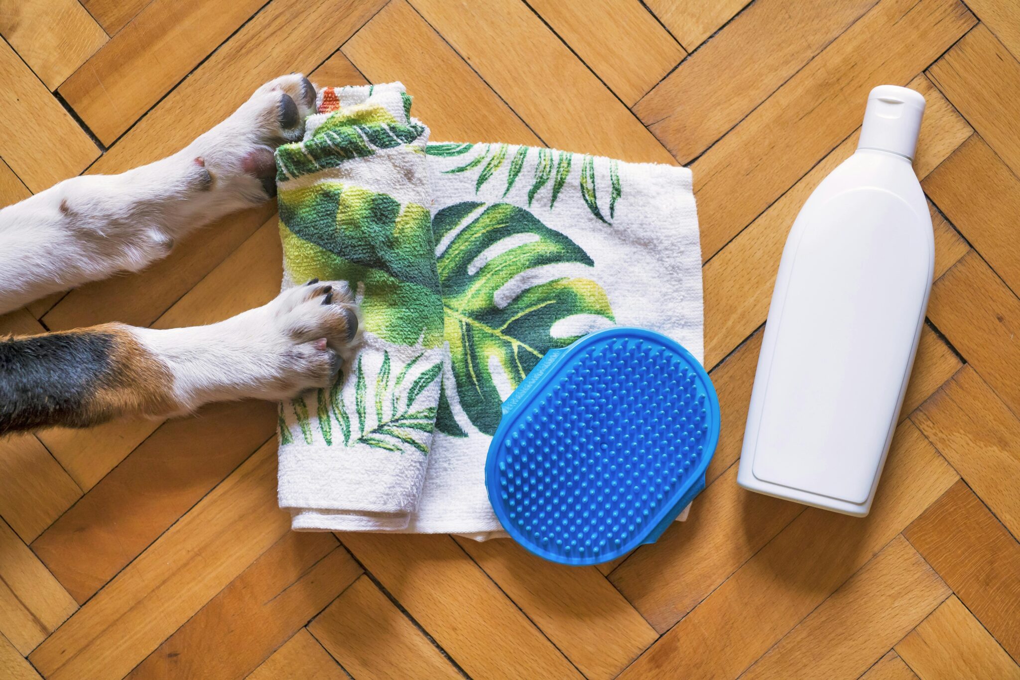 8 Pet Products That Look Necessary but Never Pay Off - Thrifty Jinxy
